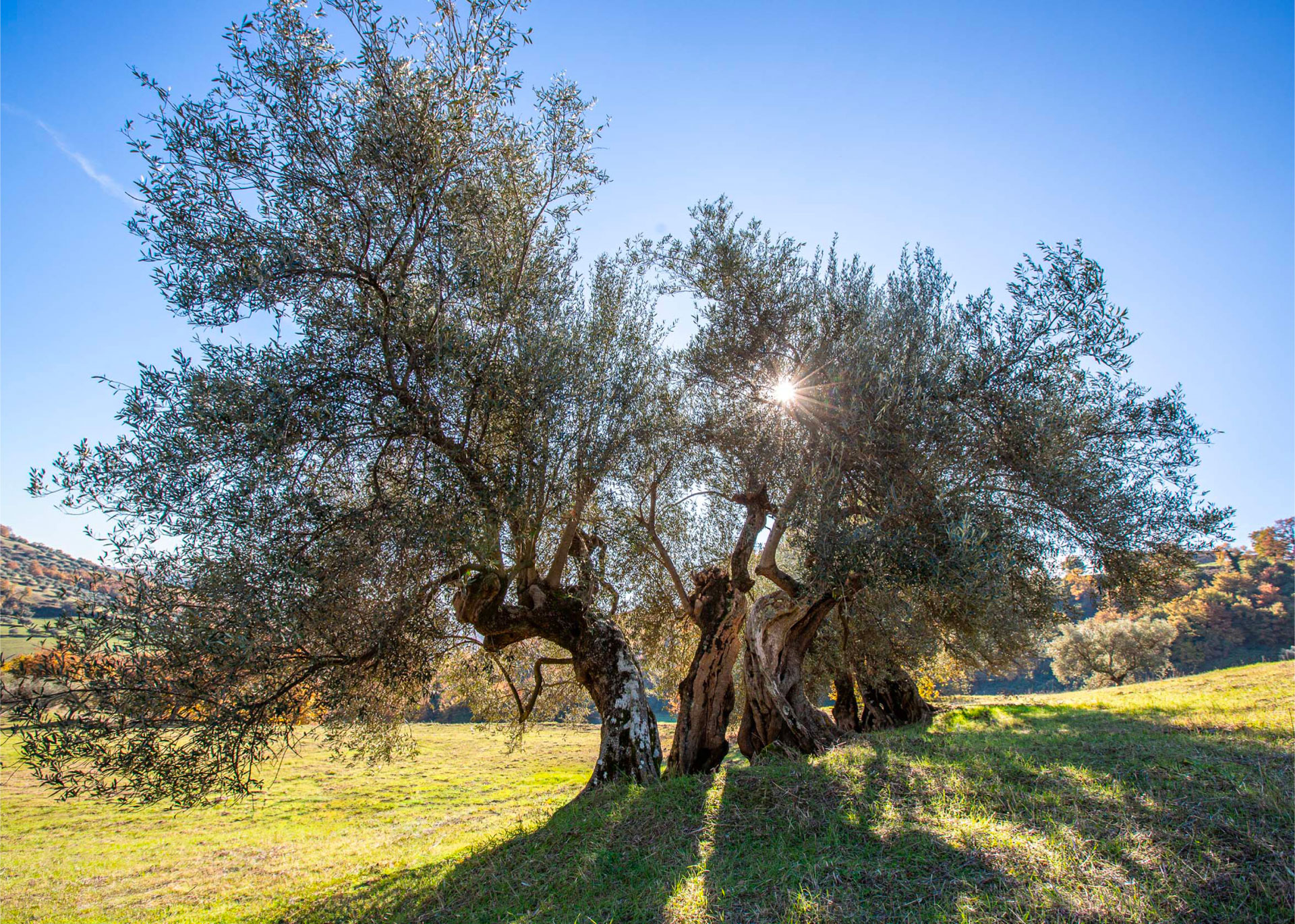 Doni della Terra - “Dalla terra, tutto deriva” Senofane